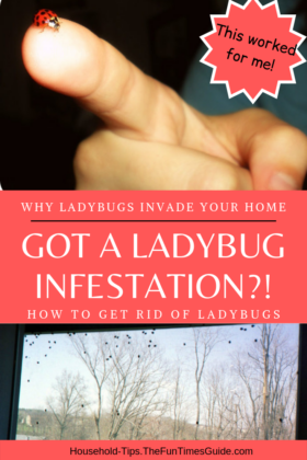 How Do You Get Rid Of Ladybugs In The House? See What Attracts Ladybugs ...